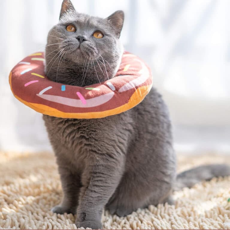 Cute Donut Cone for Cats After Surgery